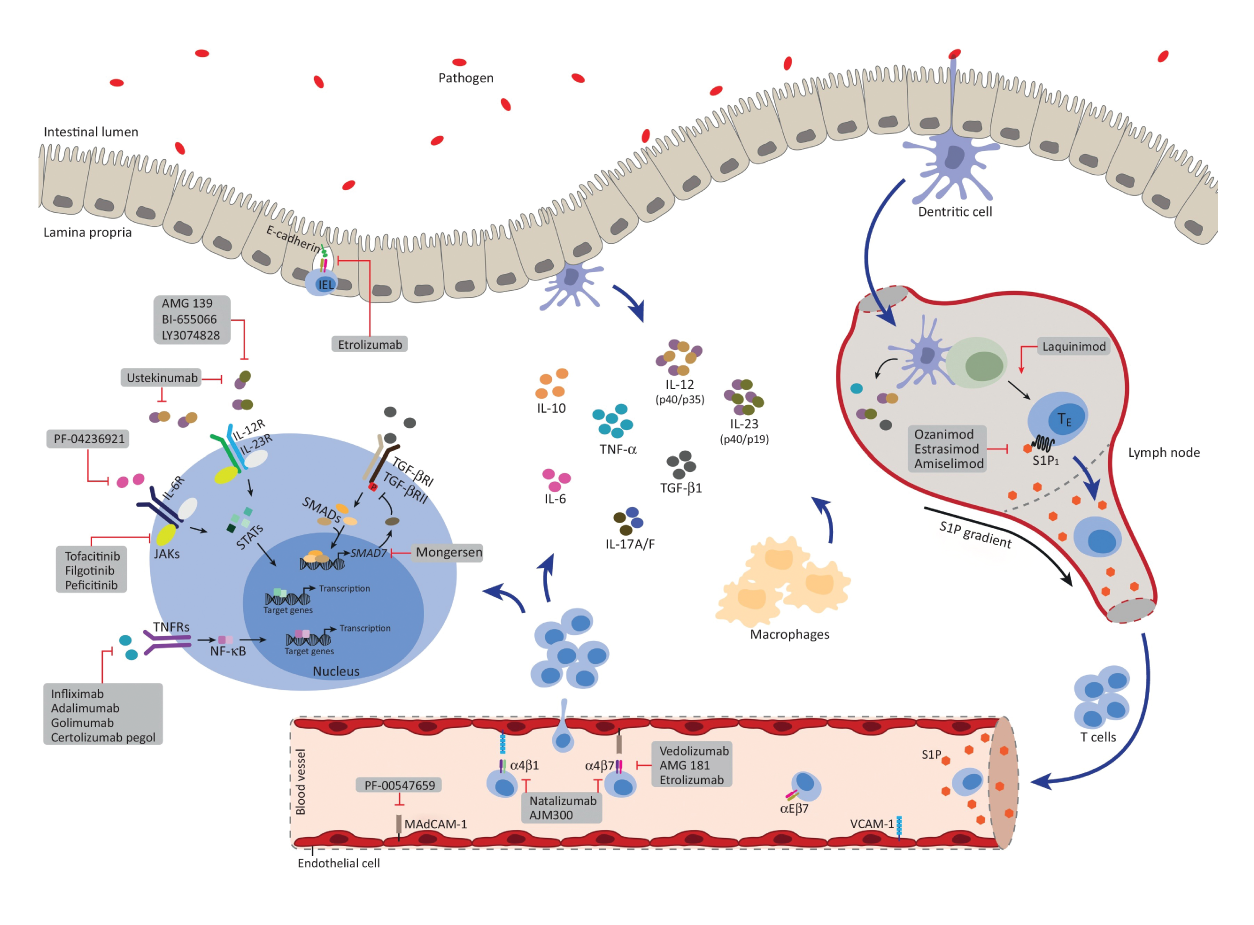 A review of new drugs for treatment of IBD – The IBD Page